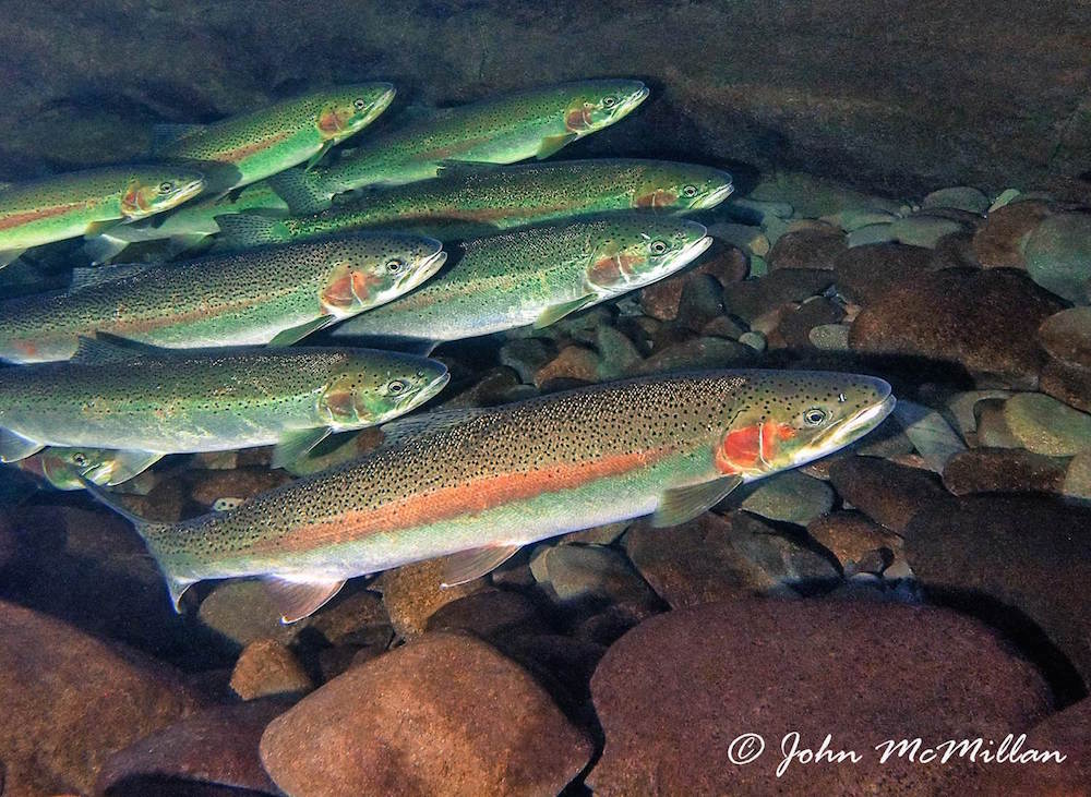 Everything You Need To Know About Steelhead Biology - The Wade