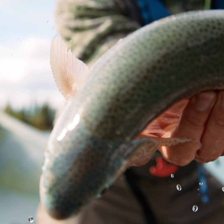 How To Properly Hold A Fish (And Why It's So Important) - The Wade