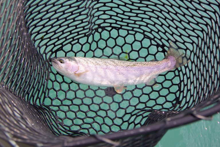 How To Properly Hold A Fish (And Why It's So Important) - The Wade