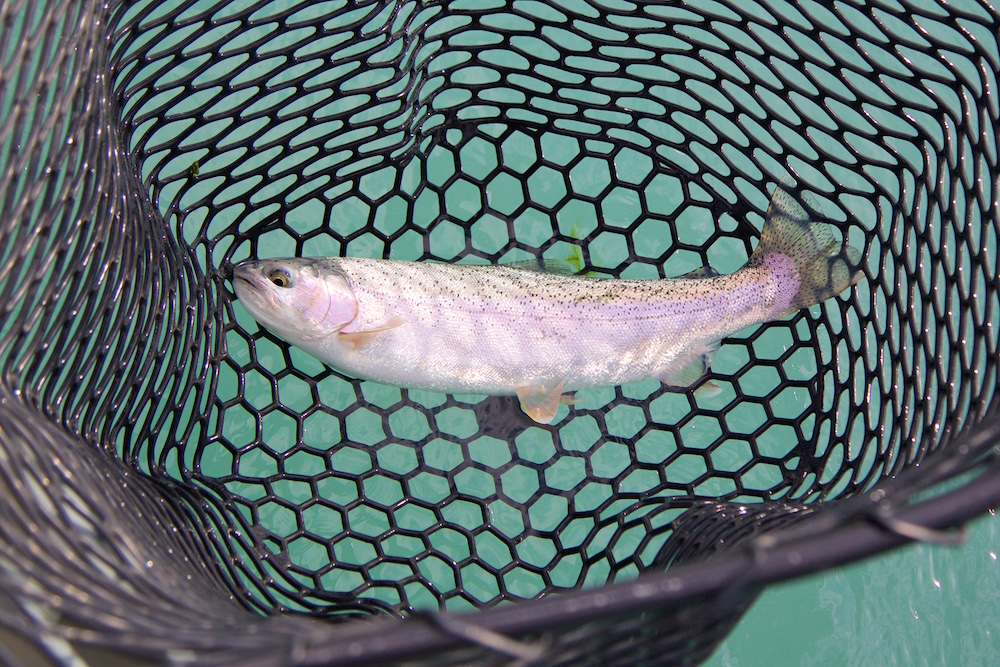 How To Properly Hold A Fish (And Why It's So Important) - The Wade