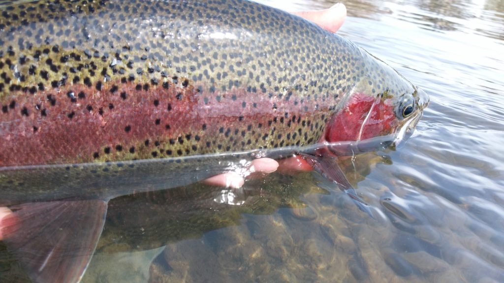 Ethics, Spawning Trout, and Fall Fishing - What you Need to Know - The Wade