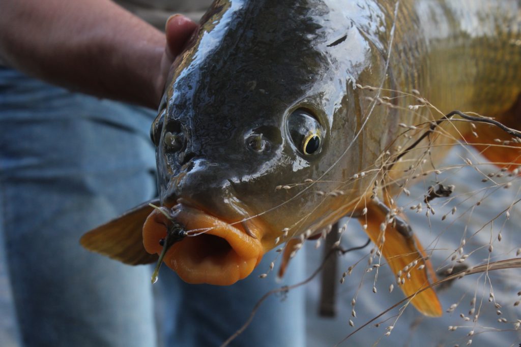 Learn - Carp Tactics: An Introduction - The Wade Blog