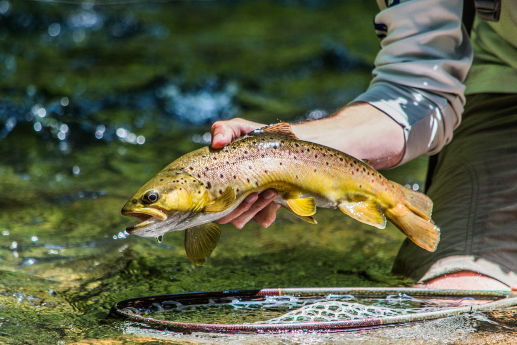 5 Tips for Handling Trout This Summer - The Wade