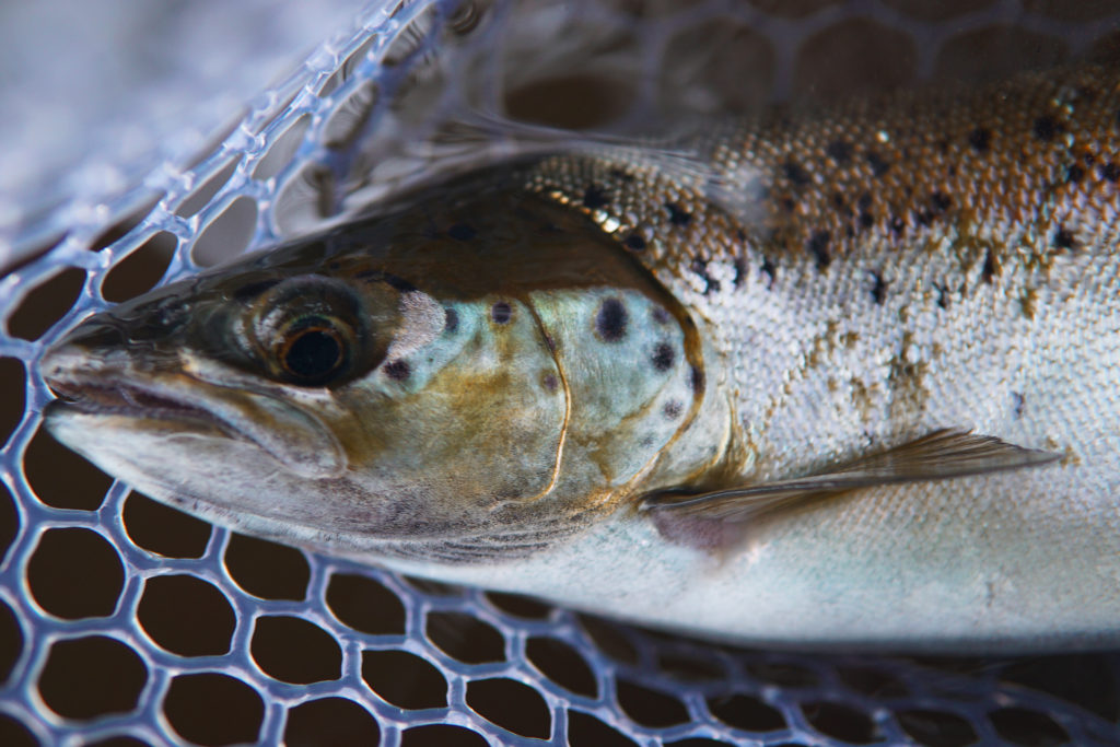 River Etiquette & Fish Karma: Why They Are So Important - The Wade