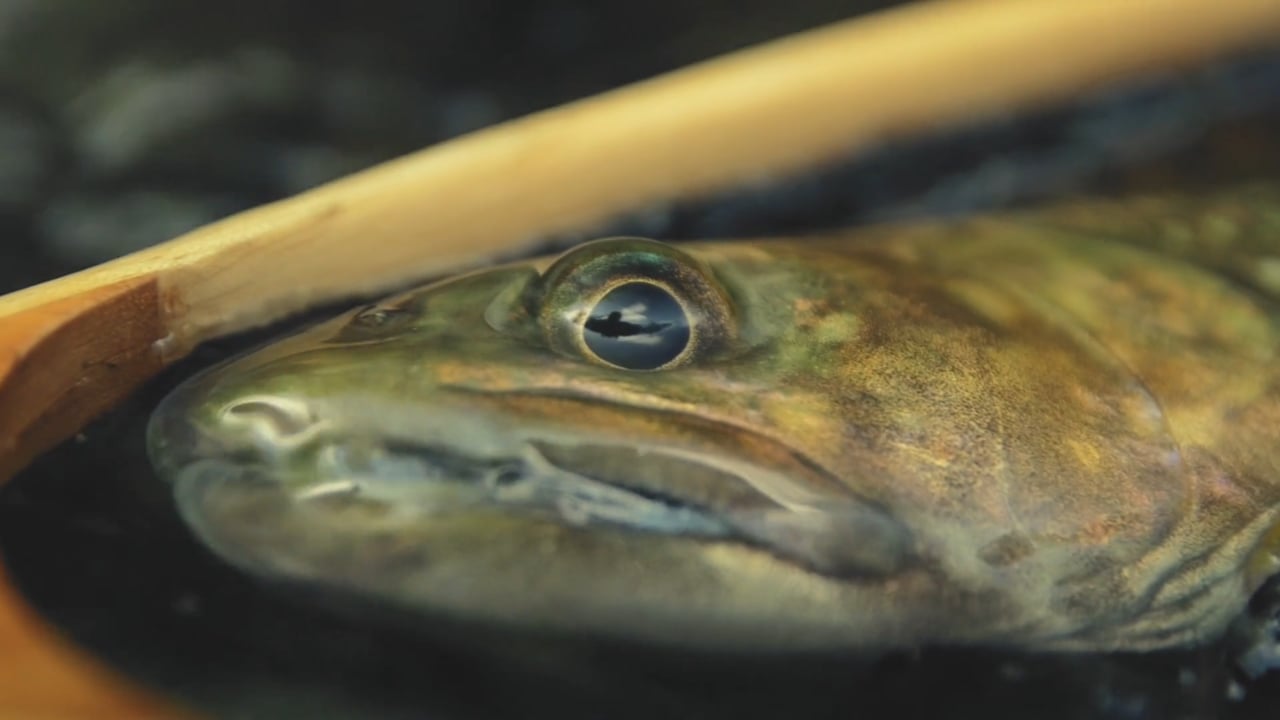 Watch - Thank You, Internet: Shaku Hunter - The Wade