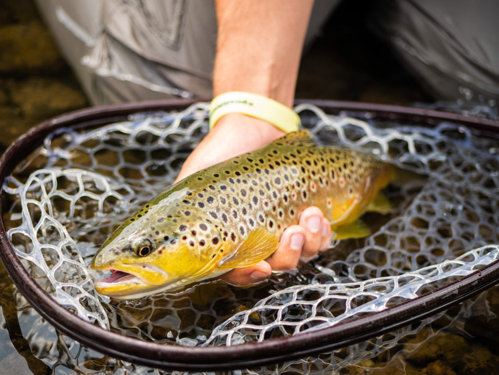 Find Out - 4 Essentials for Fall Fly Fishing Success - The Wade Blog