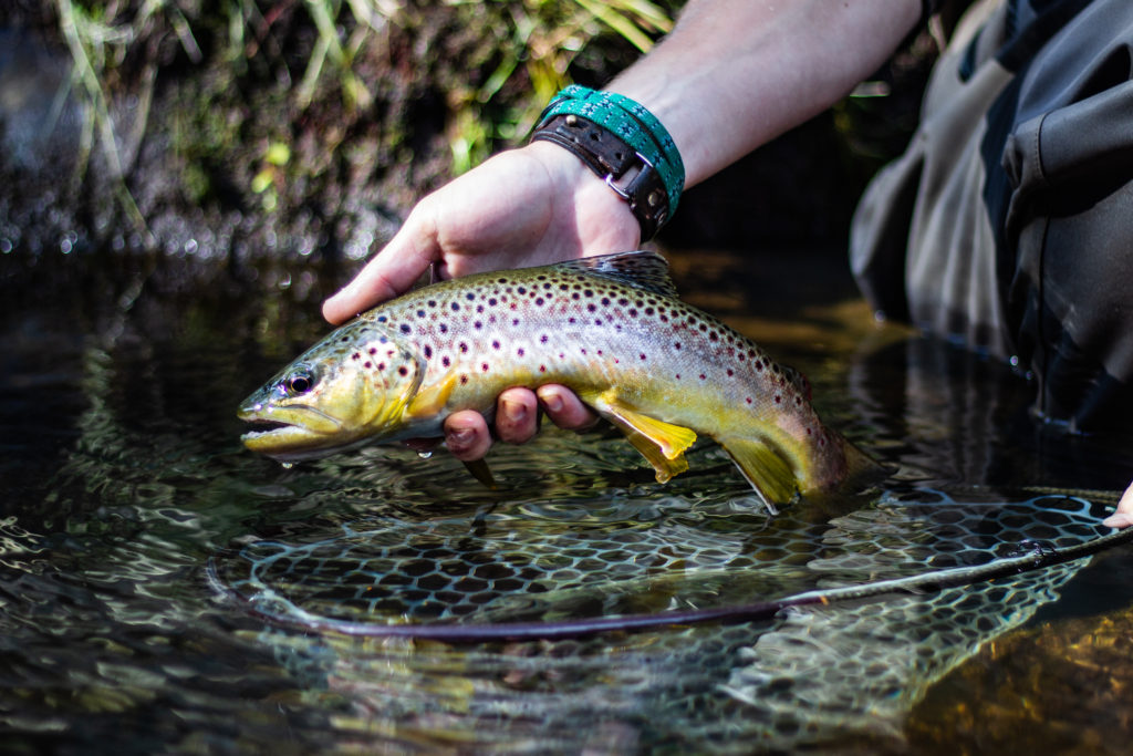 Get Tight on Spring Creeks with Cress Bugs - The Wade