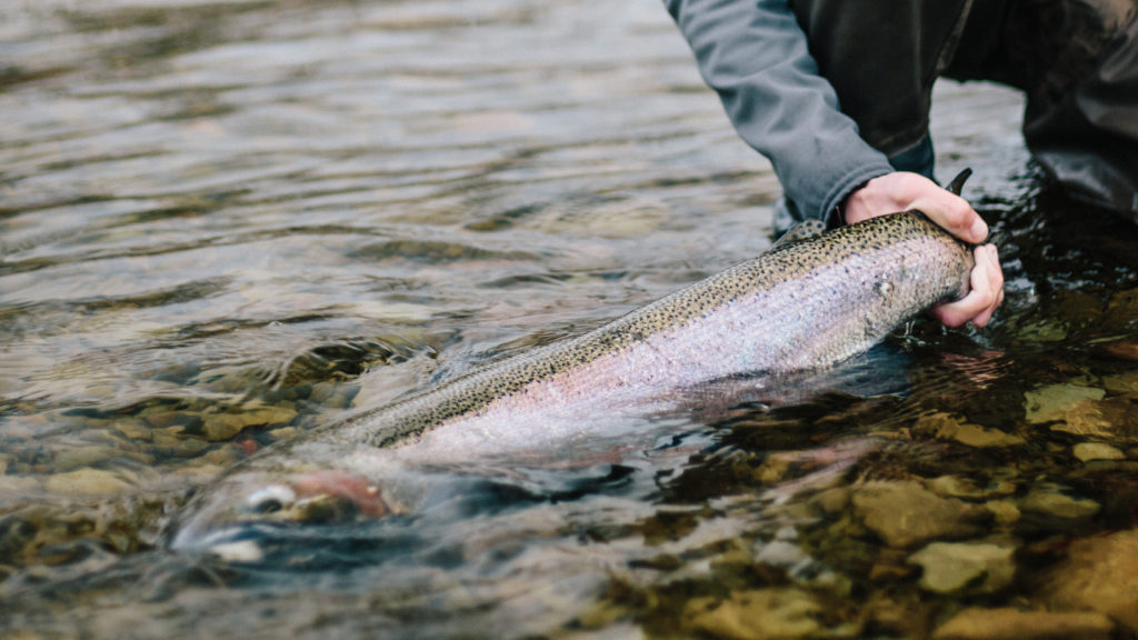 Chasing Spring Steelhead on the Salmon River - The Wade