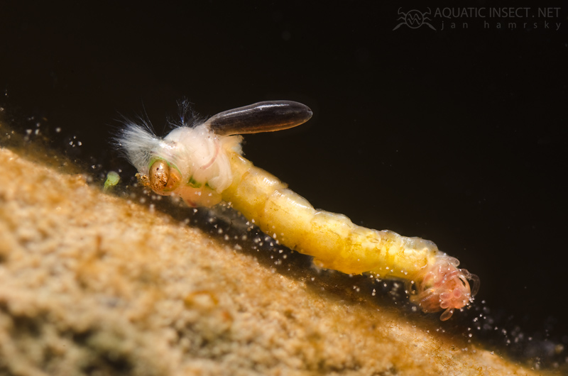 Nymphs Every Angler Should Know On Sight - The Wade