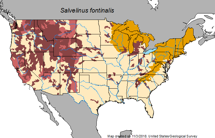 How to Start Chasing Wild Brook Trout This Summer - The Wade