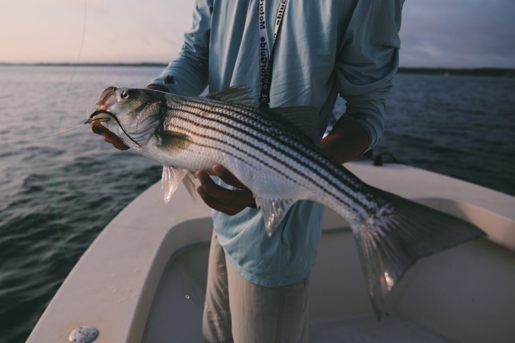 Essential Gear for Striper Fly Fishing from a Boat - The Wade