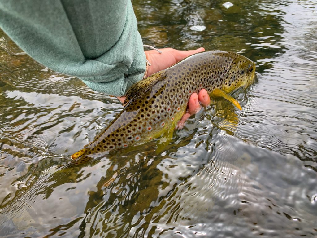 5 Low Water Fishing Tactics - The Wade