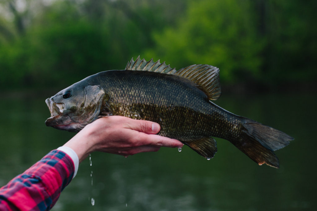 Our 5 Favorite Spring Bass Patterns - The Wade