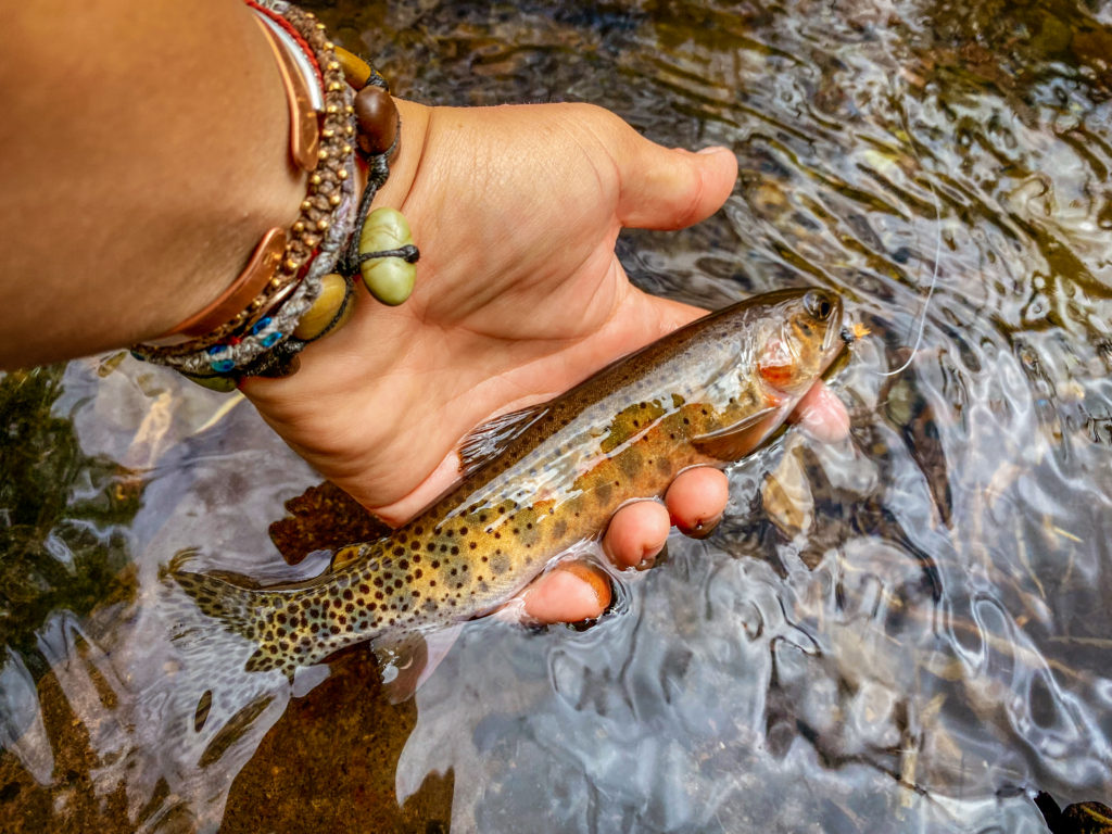 Chasing Fall Trout - The Wade