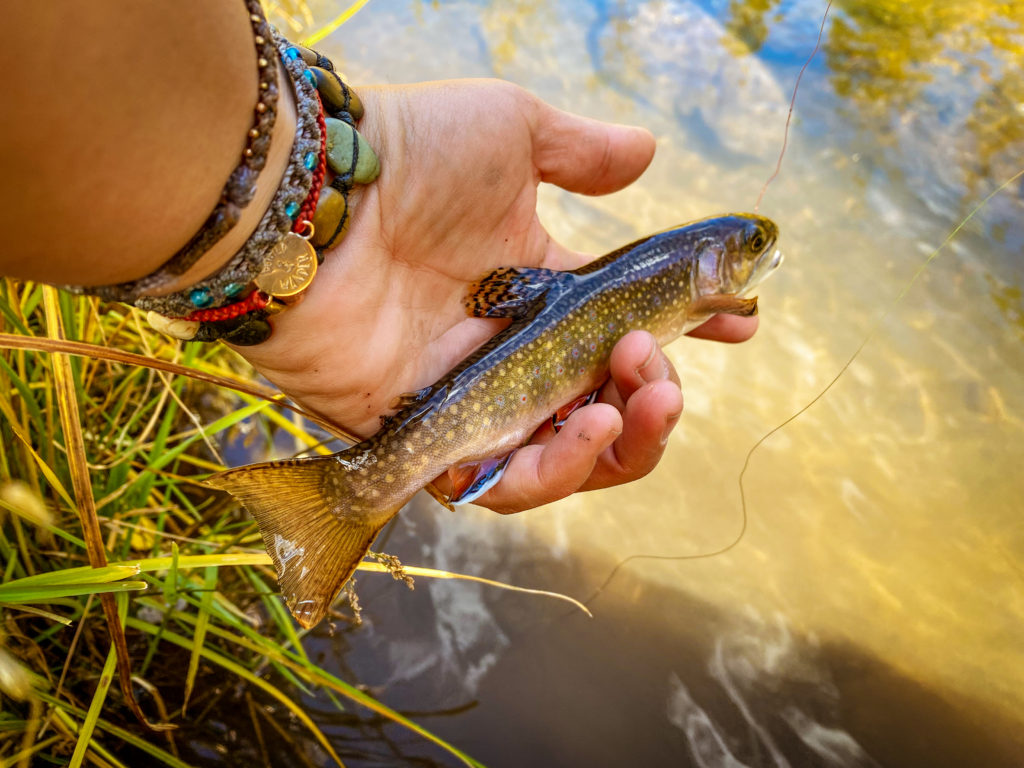 Chasing Fall Trout - The Wade